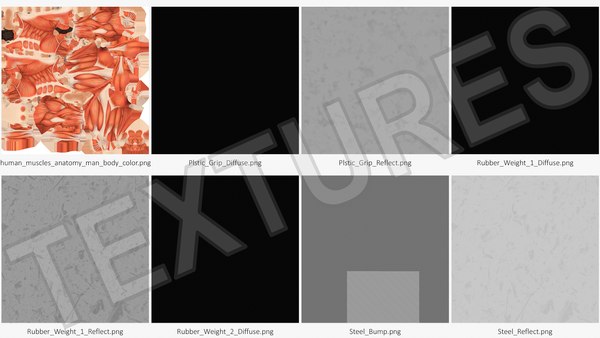 modelo 3d Anatomía del sistema muscular masculino Press de hombros ...