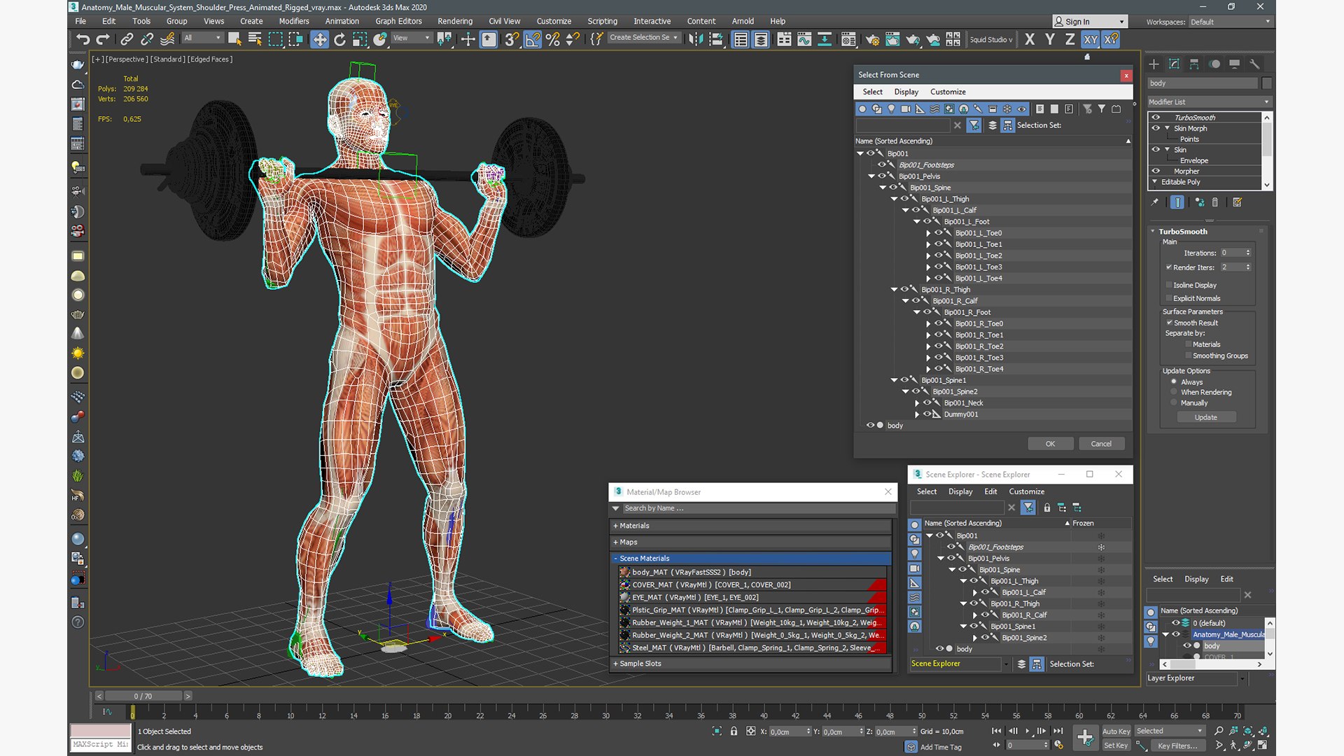 Anatomy Male Muscular System Shoulder Press Animated Rigged Model ...