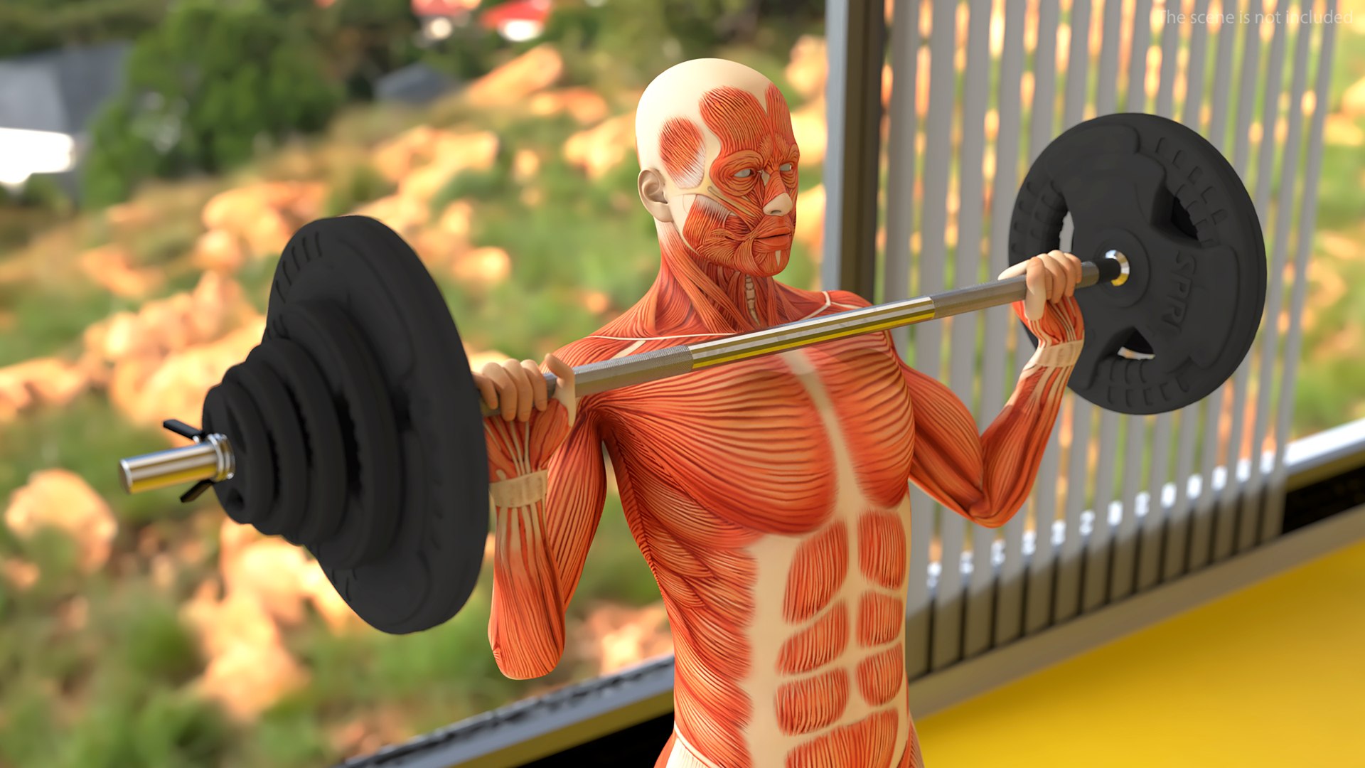 Anatomy Male Muscular System Shoulder Press Animated Rigged Model ...