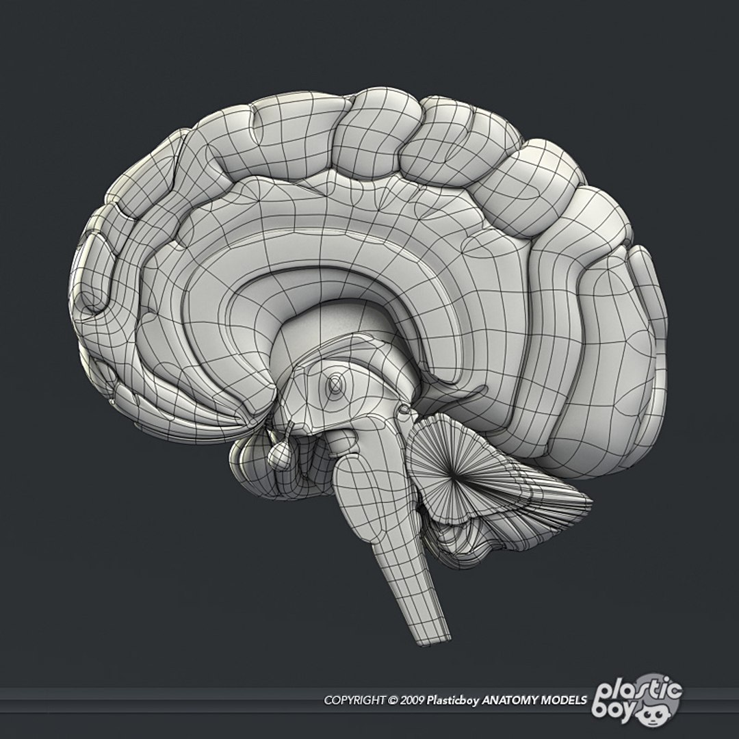 medically human brain 3d model
