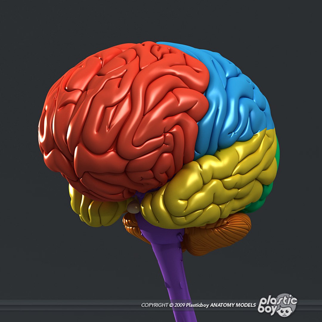 Medically Human Brain 3d Model
