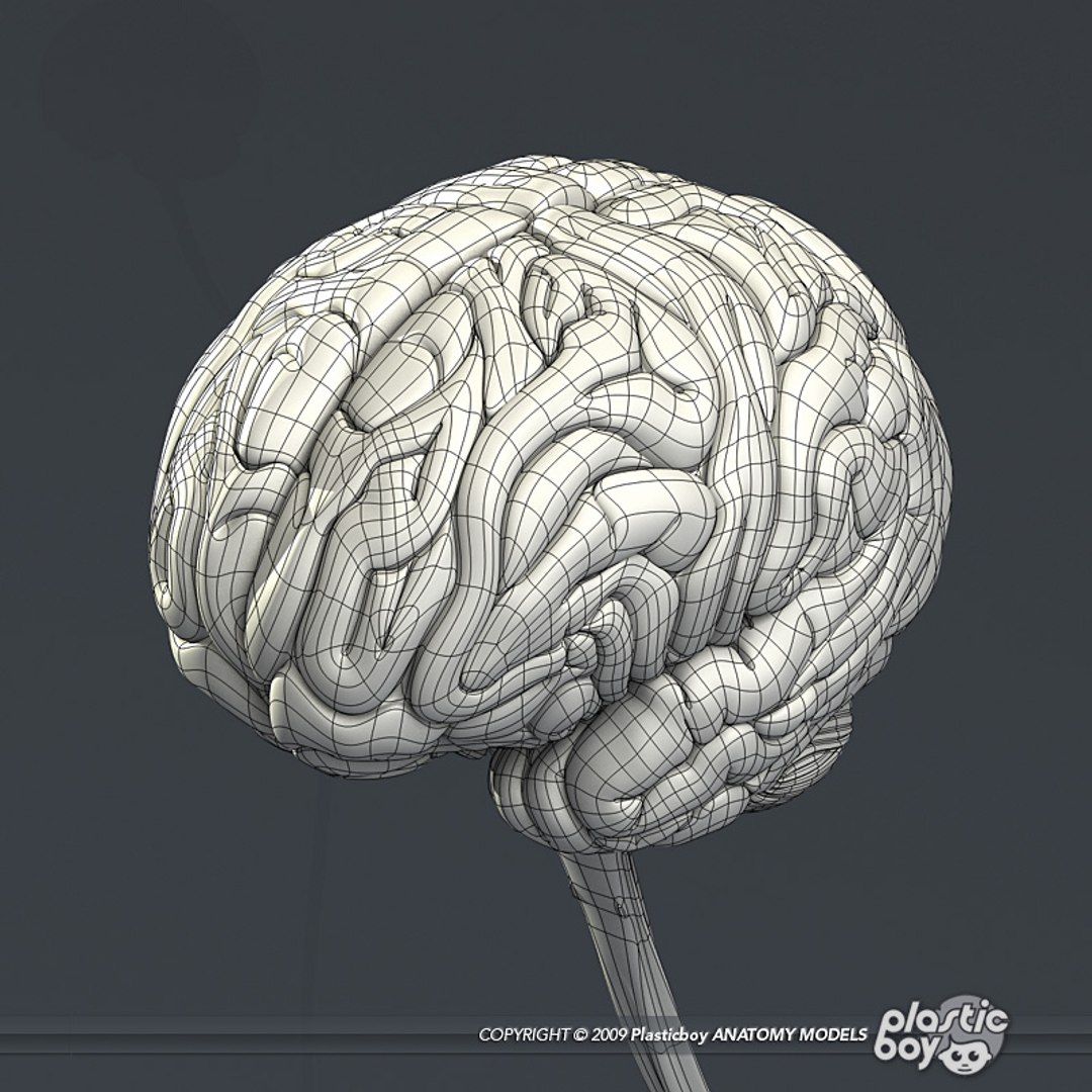 Medically Human Brain 3d Model