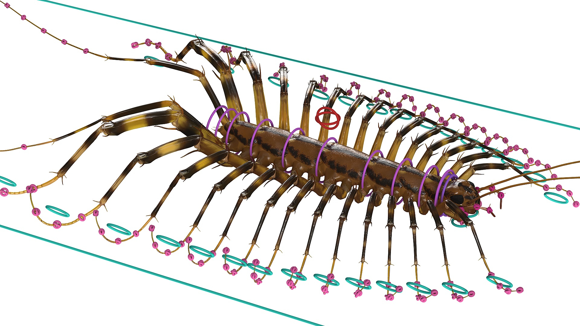 Scutigera Coleoptrata Rigged 3D Model - TurboSquid 2349192