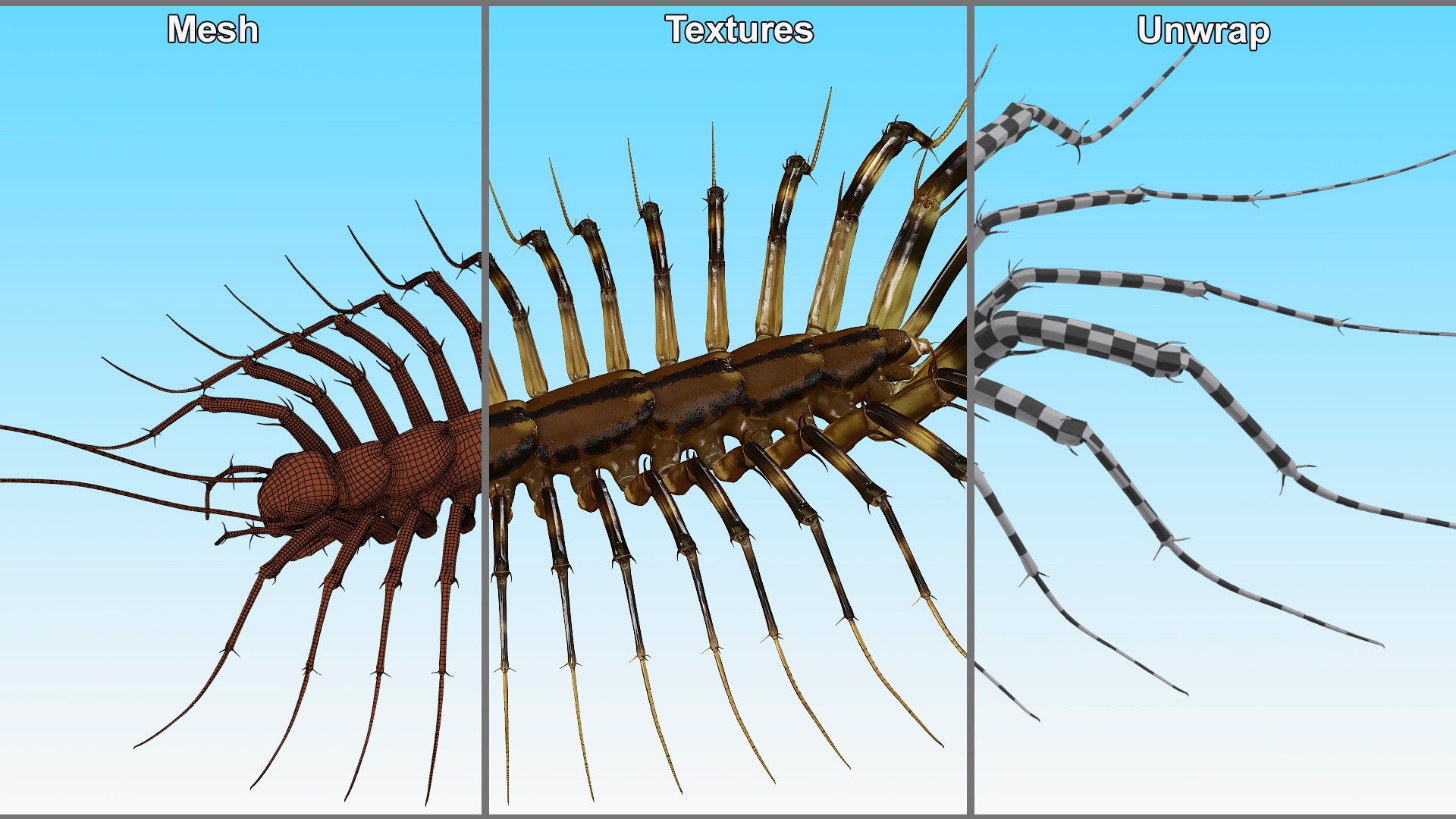 Scutigera Coleoptrata Rigged 3D Model - TurboSquid 2349192