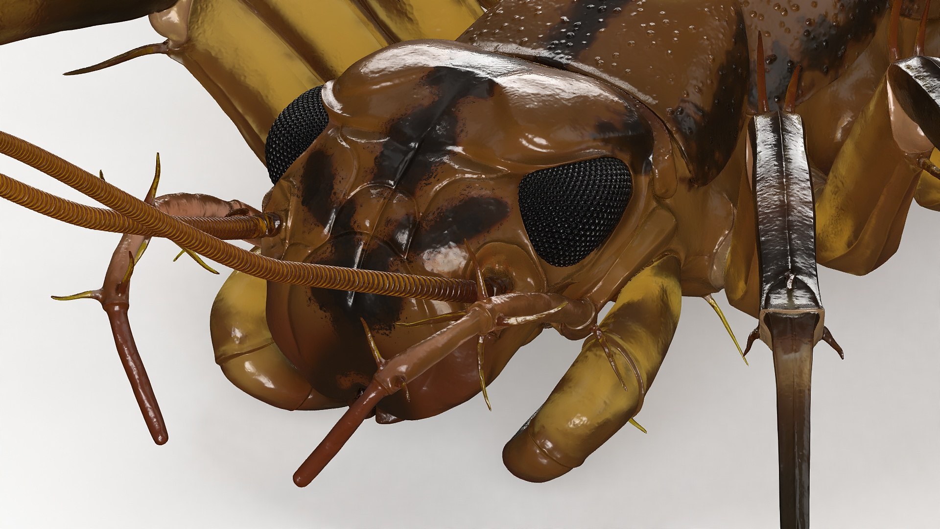Scutigera Coleoptrata Rigged 3D Model - TurboSquid 2349192