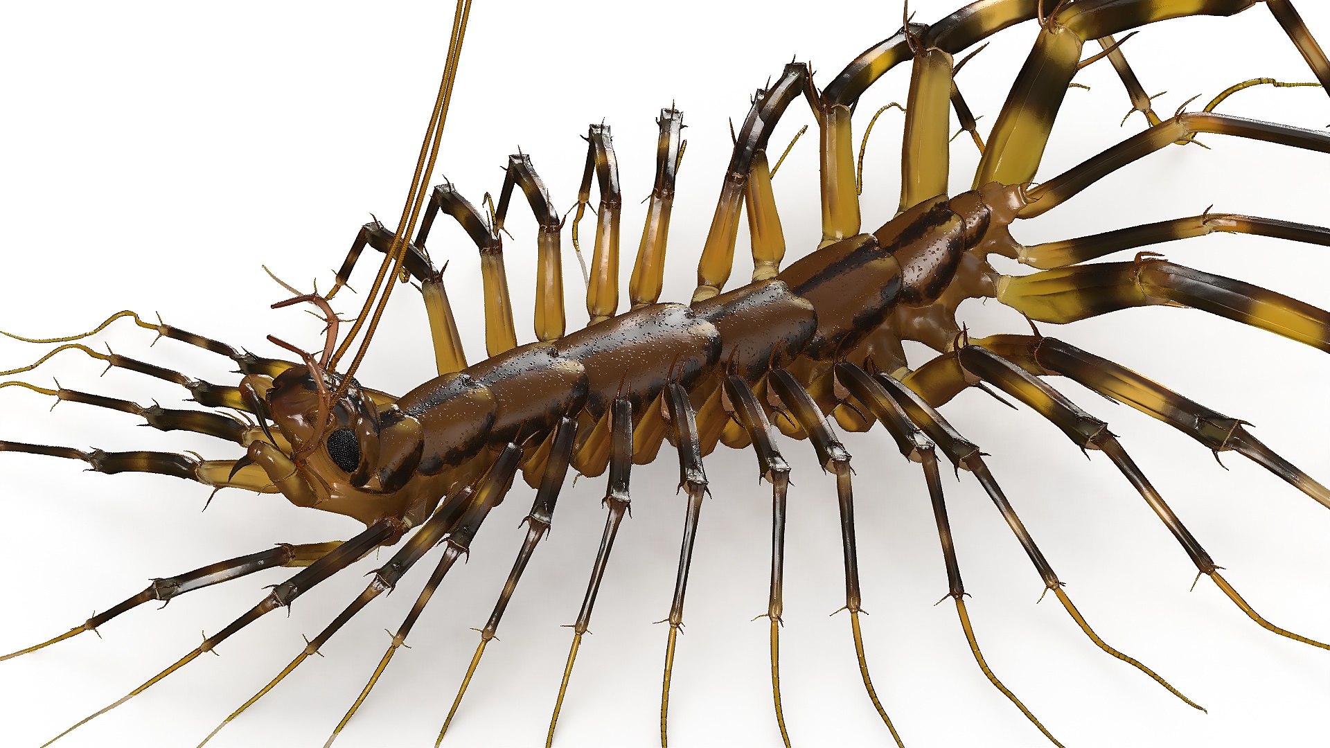 Scutigera Coleoptrata Rigged 3D Model - TurboSquid 2349192