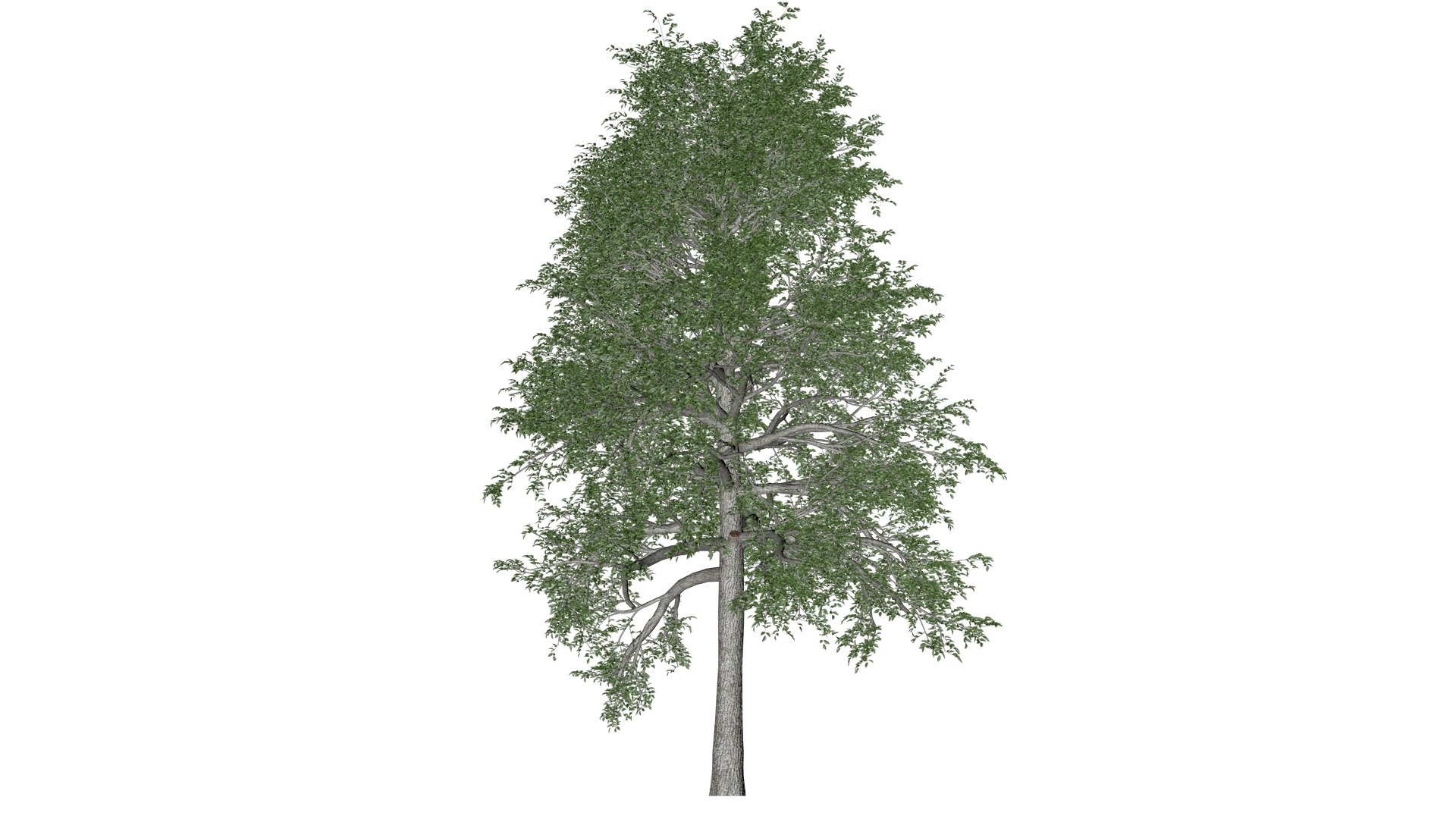 3D Black Gum Tree - 02 - Model - TurboSquid 2374681