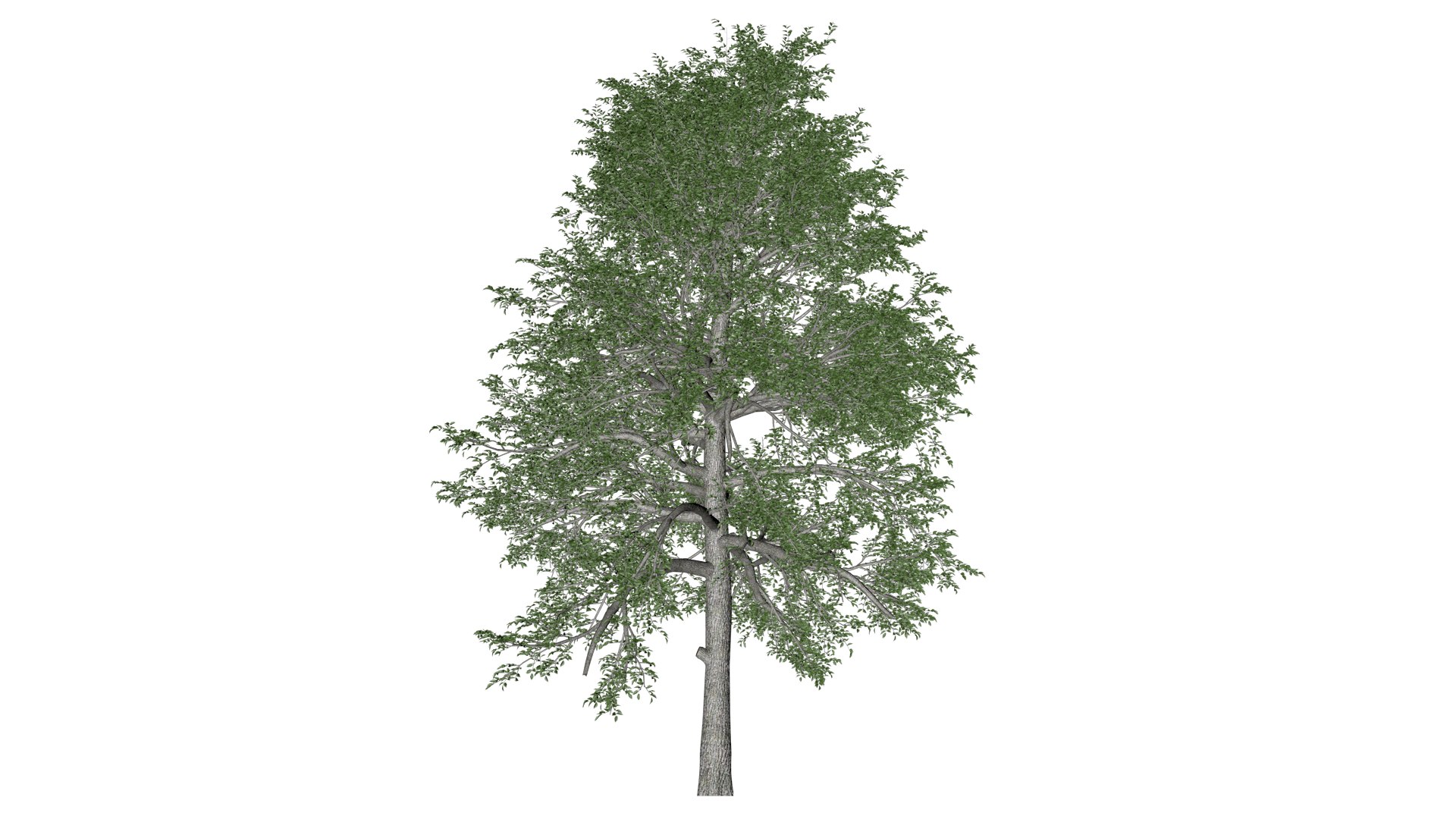 3D Black Gum Tree - 02 - Model - TurboSquid 2374681