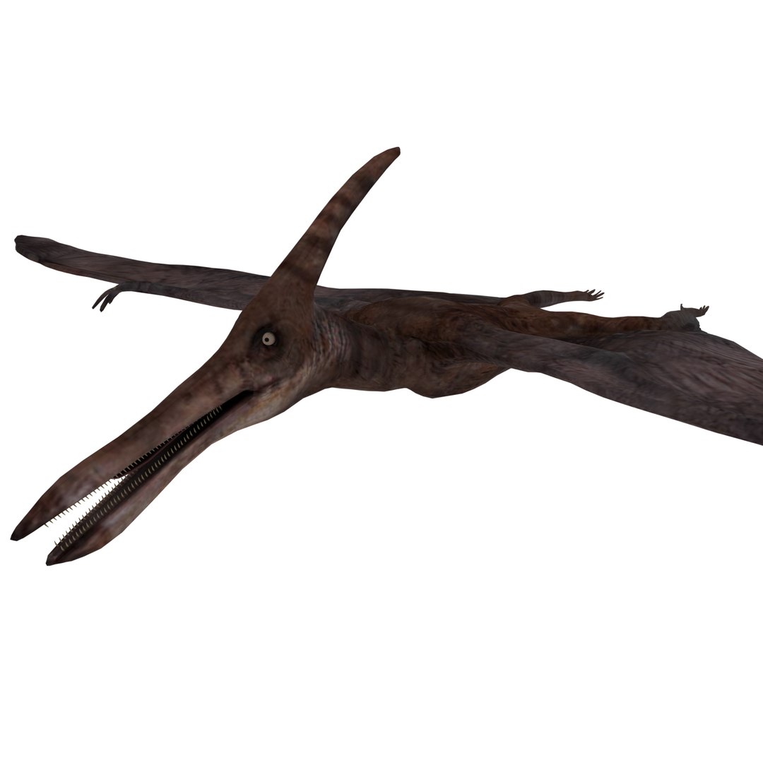 Pterosaurs 3D model - TurboSquid 1247758