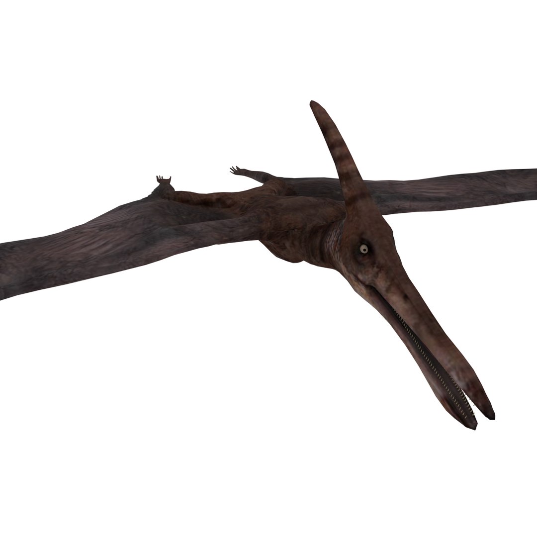 Pterosaurs 3D model - TurboSquid 1247758