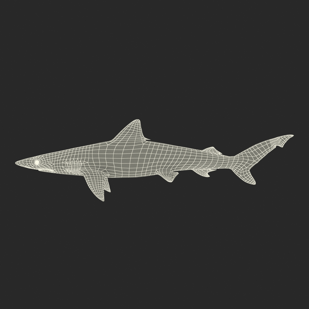 3d model smalltail shark