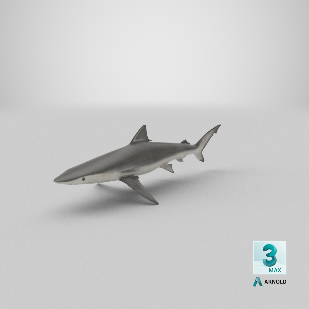 3d model smalltail shark