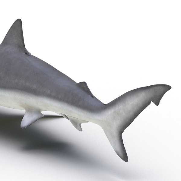 3d model smalltail shark