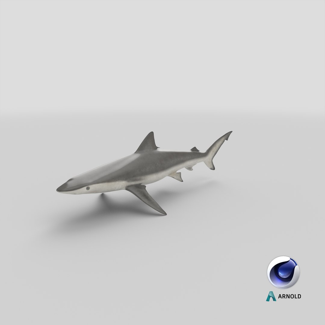 3d model smalltail shark