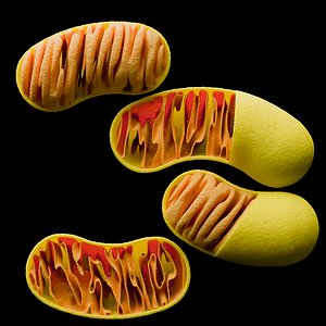 Download Free & Premium Mitochondria 3D Models | TurboSquid