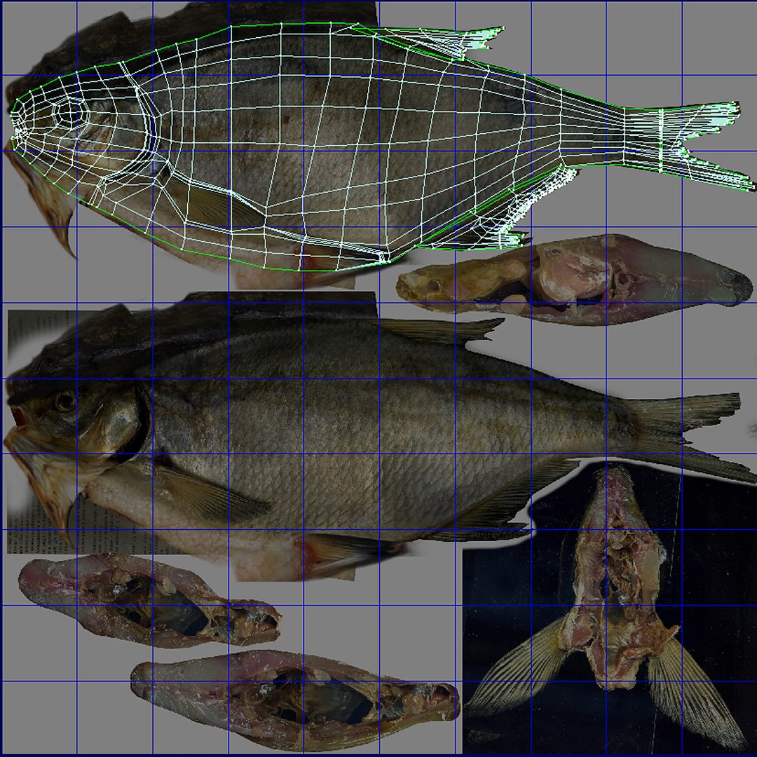 3d Dried Fish Model
