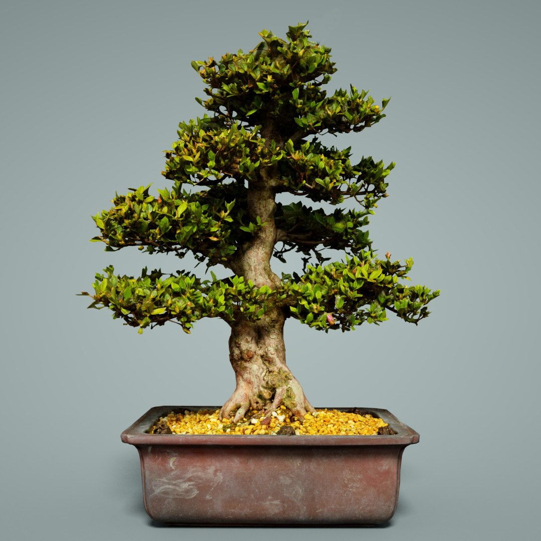 3D Bonsai Tree Satsuki - TurboSquid 1154334