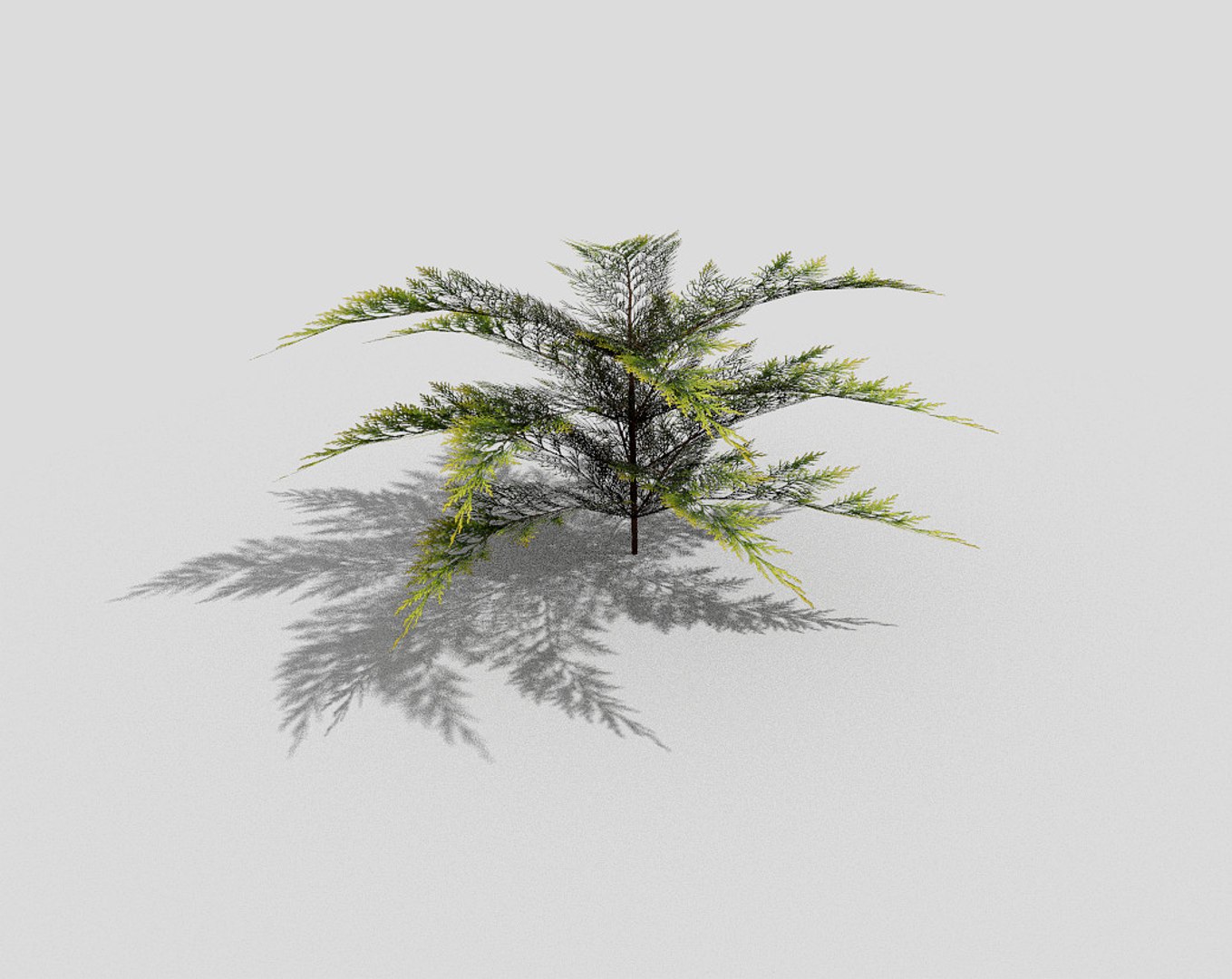 3d Model Shrub