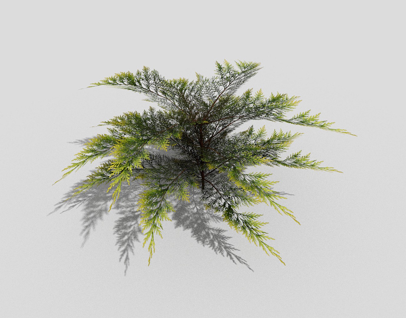 3d Model Shrub