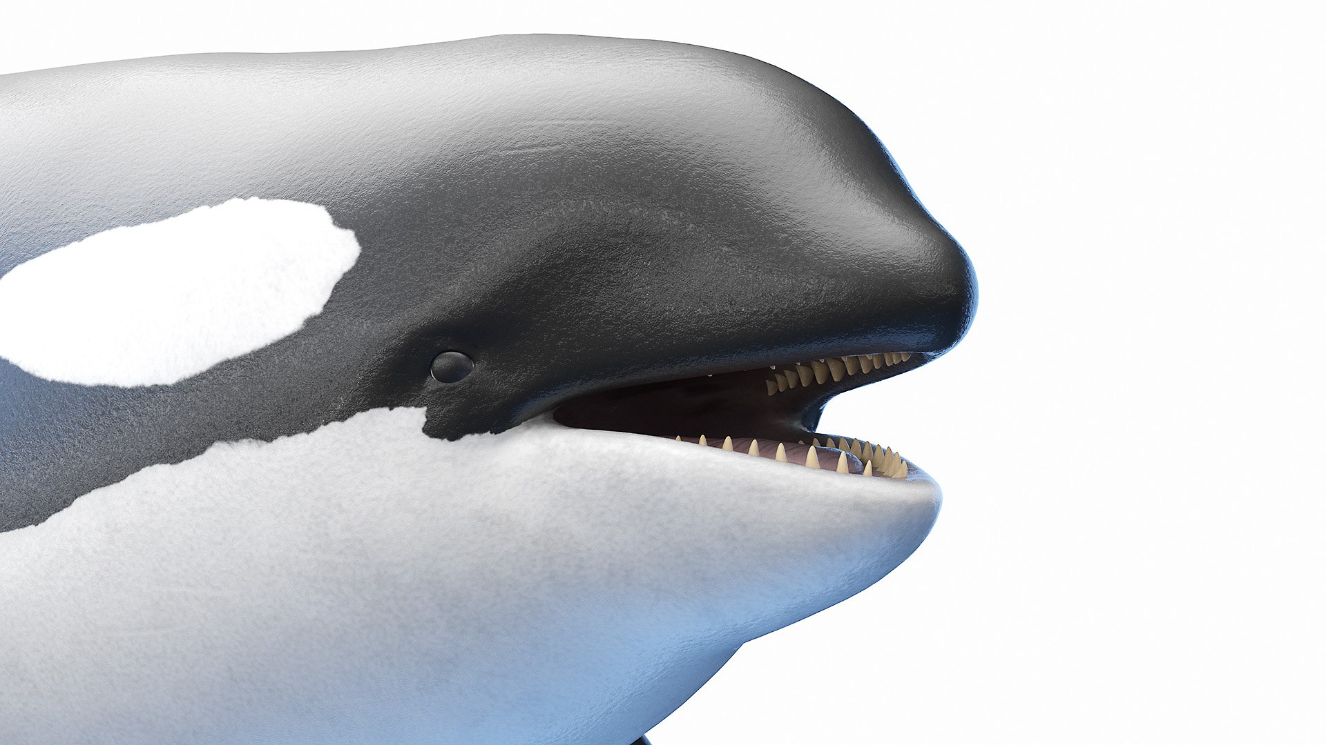 Orca Model - TurboSquid 1953509