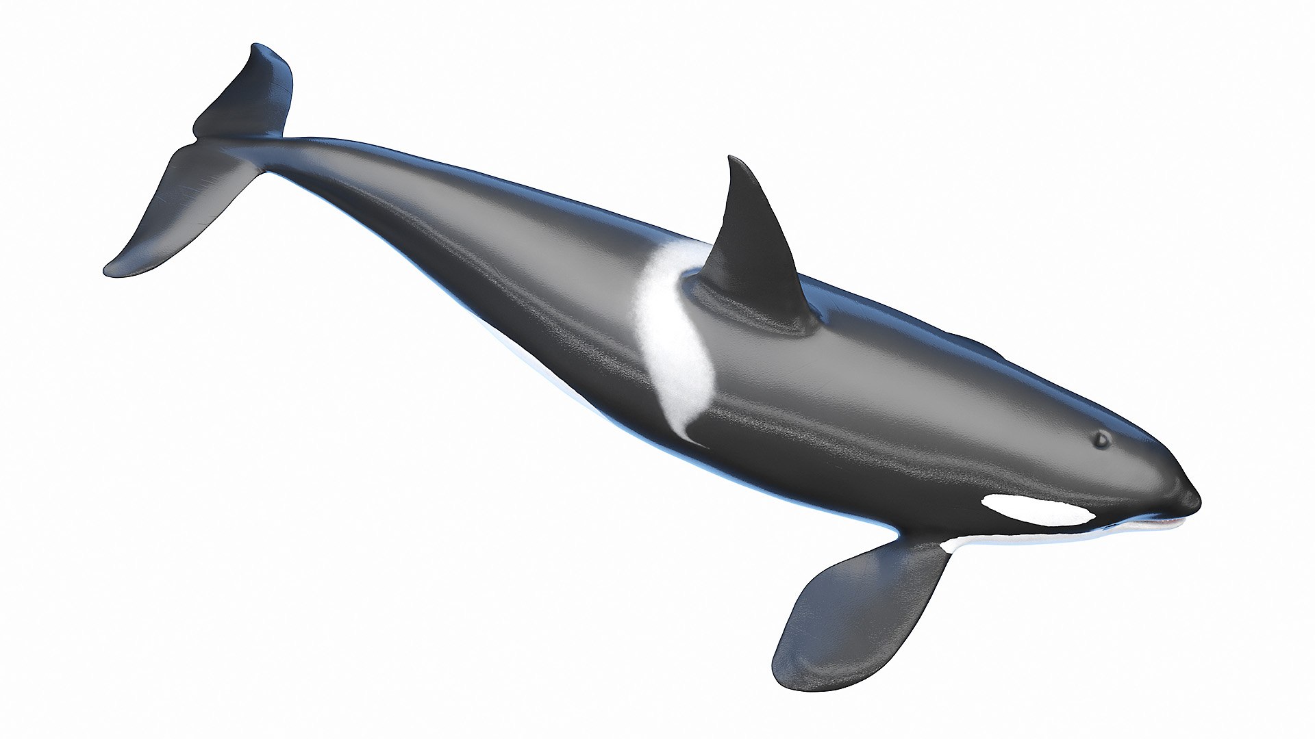 Orca Model - TurboSquid 1953509