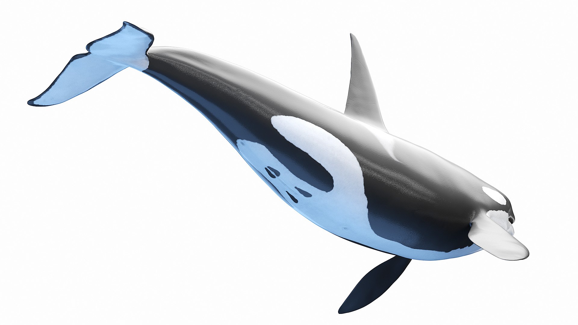 Orca Model - TurboSquid 1953509