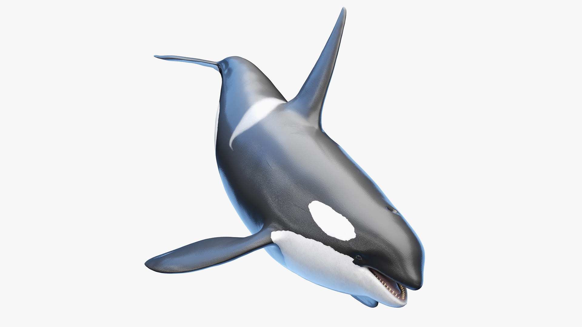 Orca Model - TurboSquid 1953509