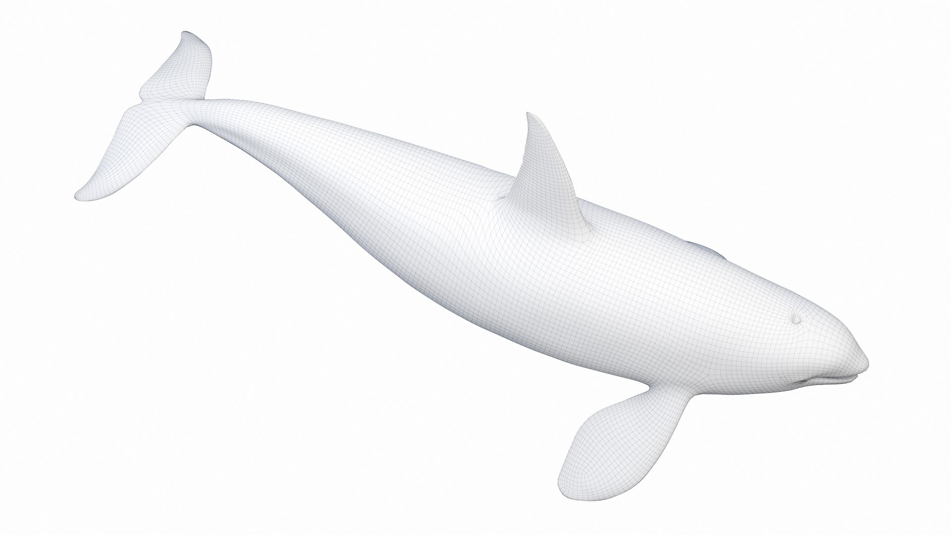 Orca Model - TurboSquid 1953509