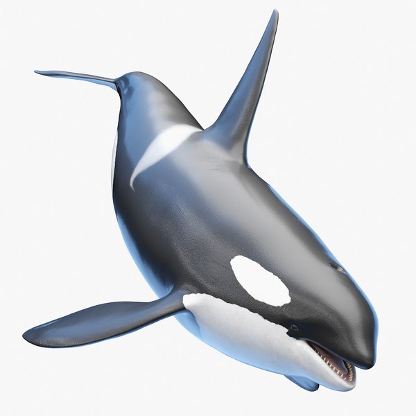 Orca model - TurboSquid 1953509