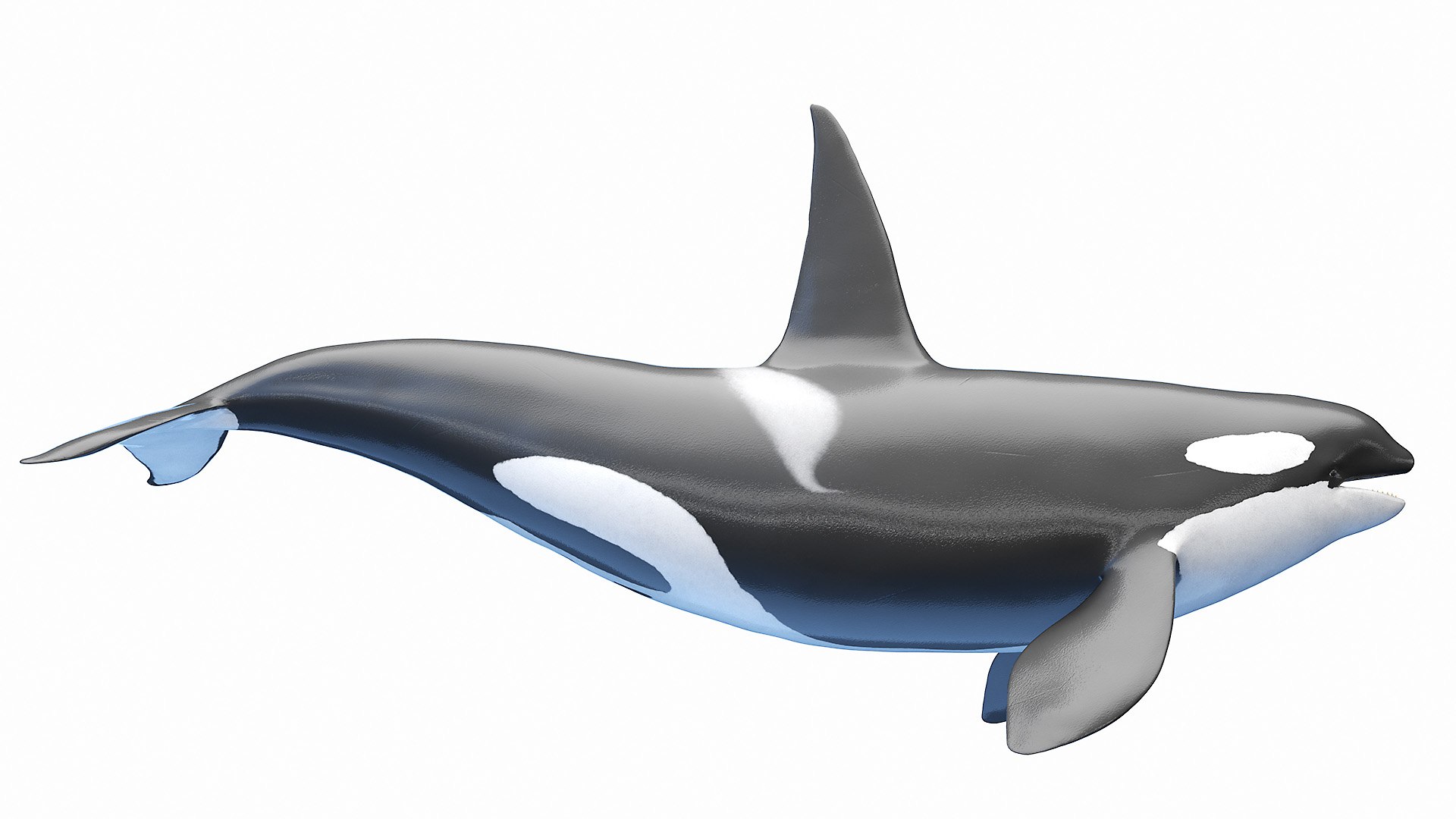 Orca Model - TurboSquid 1953509