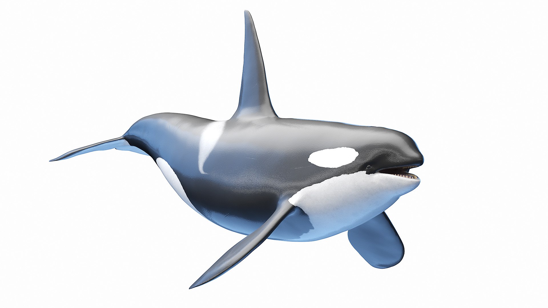 Orca Model - TurboSquid 1953509