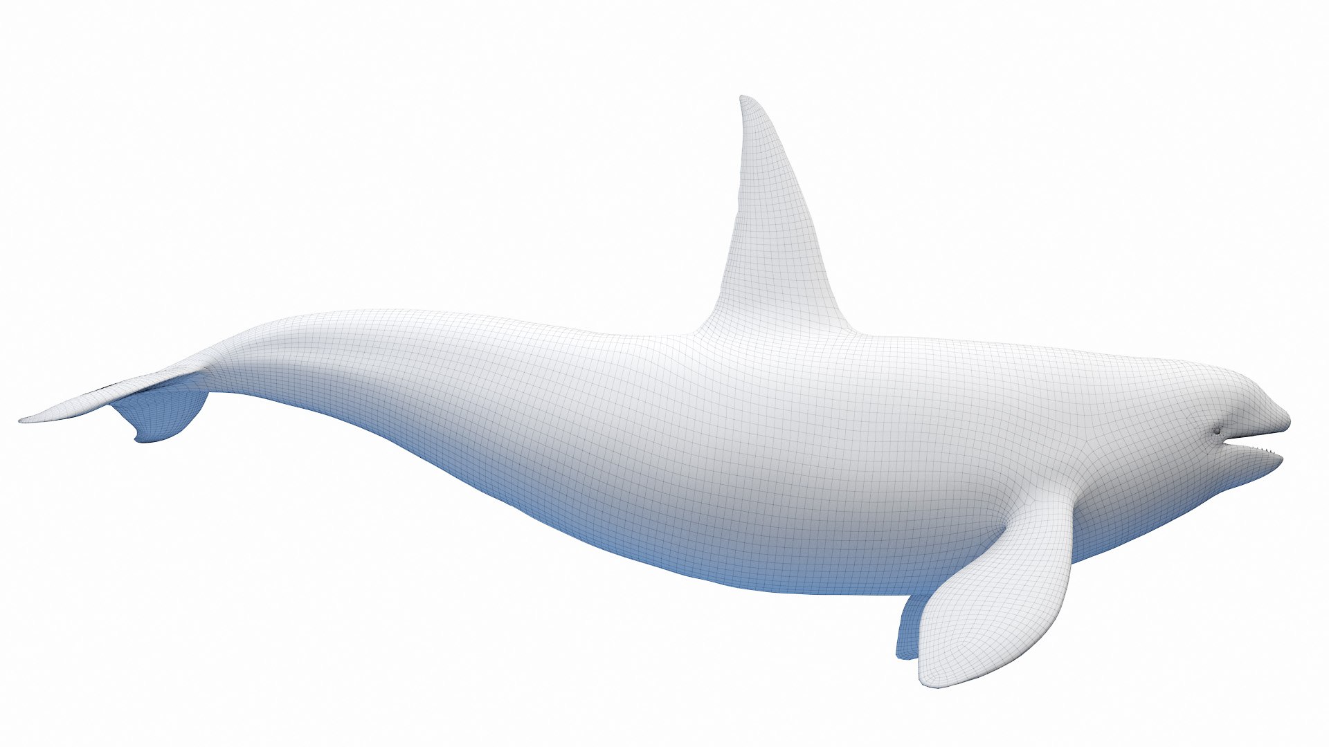 Orca Model - TurboSquid 1953509