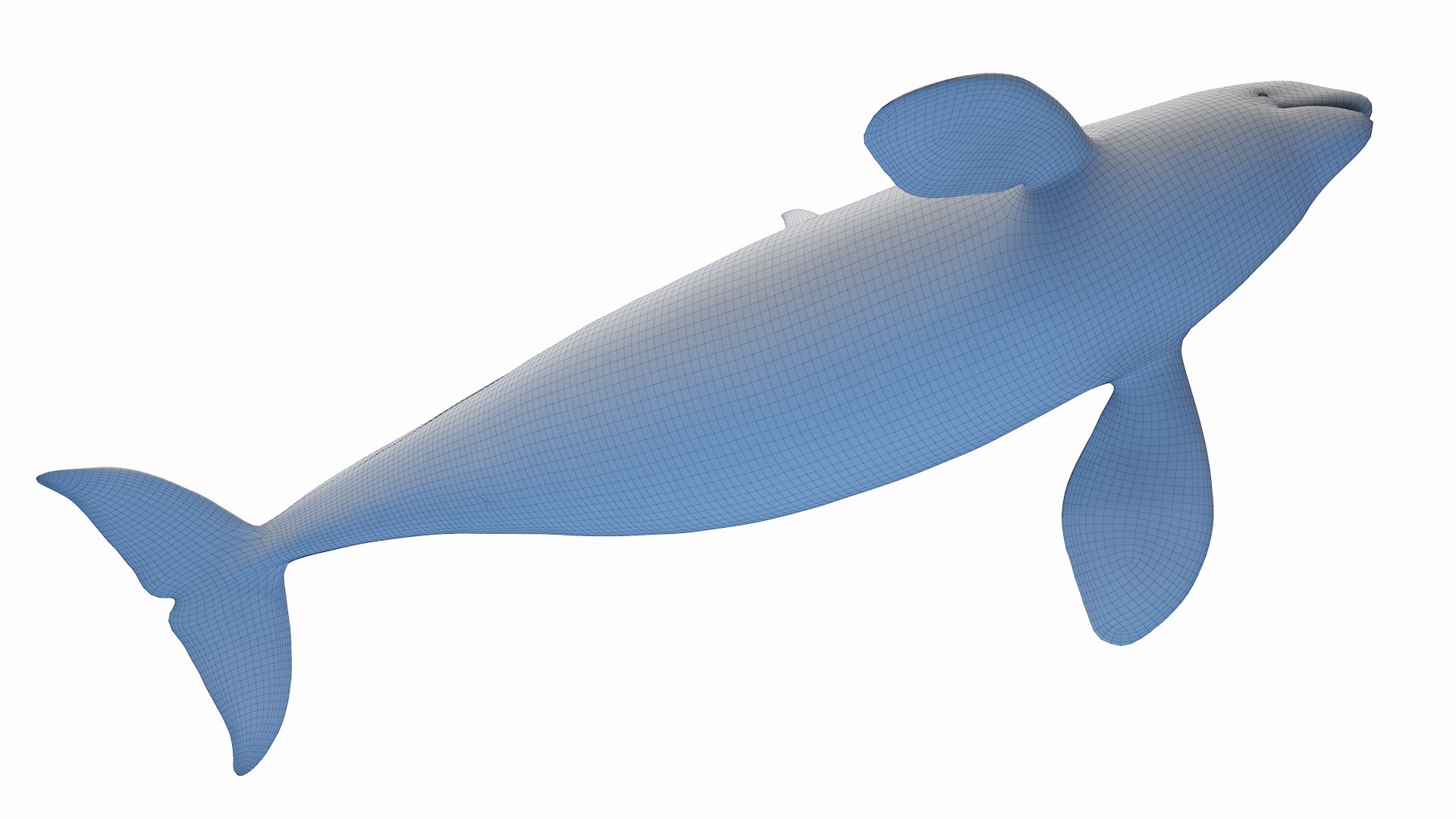 Orca Model - TurboSquid 1953509
