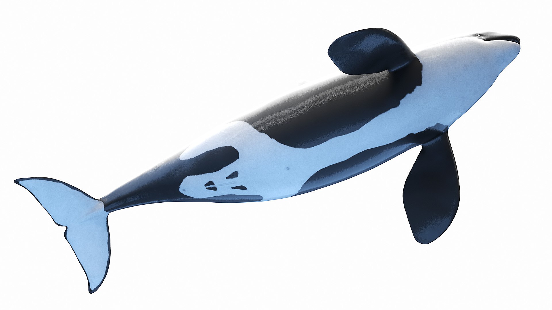 Orca Model - TurboSquid 1953509