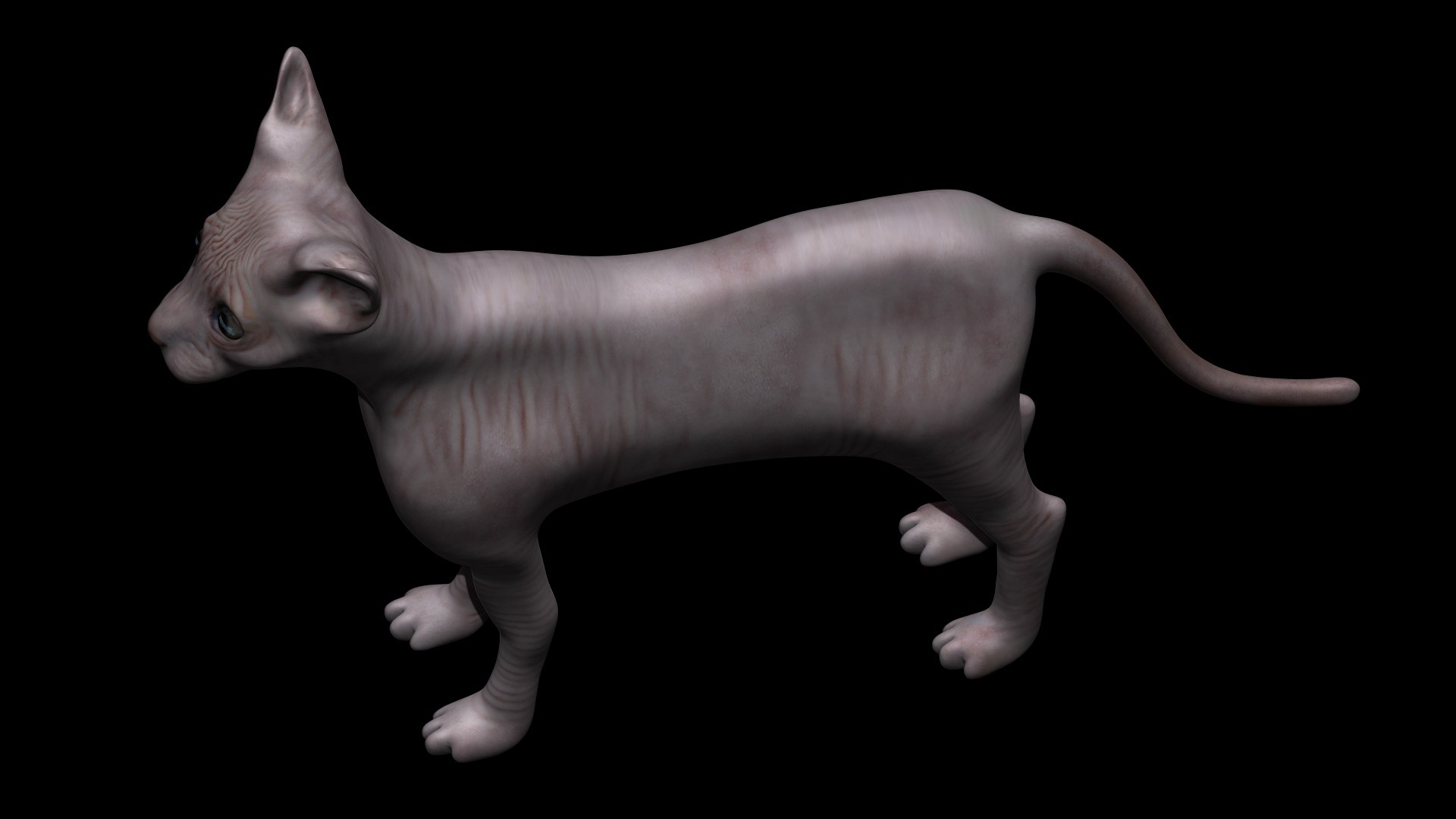 3D fully rigged sphynx cat - TurboSquid 1699454