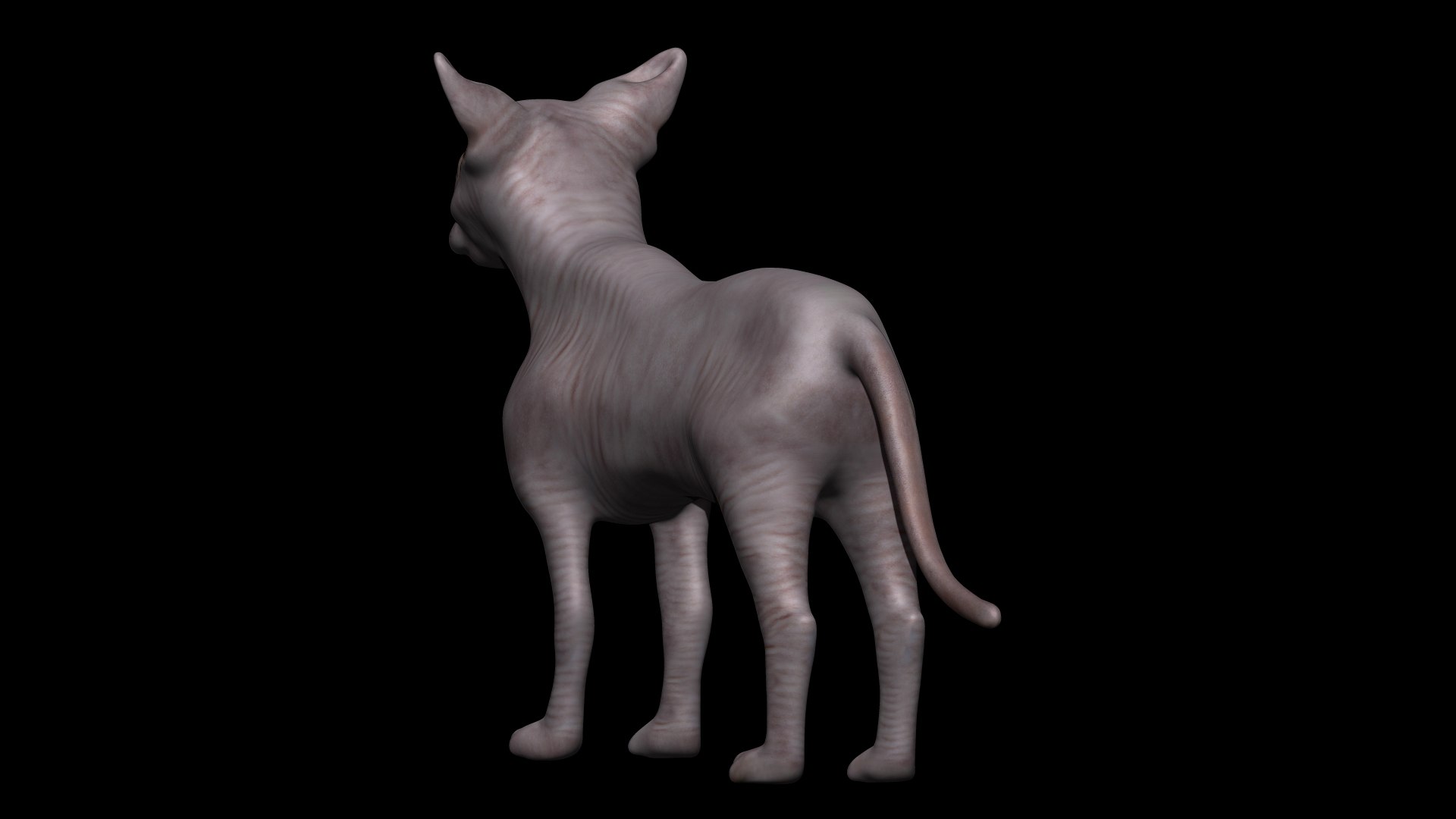 3D fully rigged sphynx cat - TurboSquid 1699454