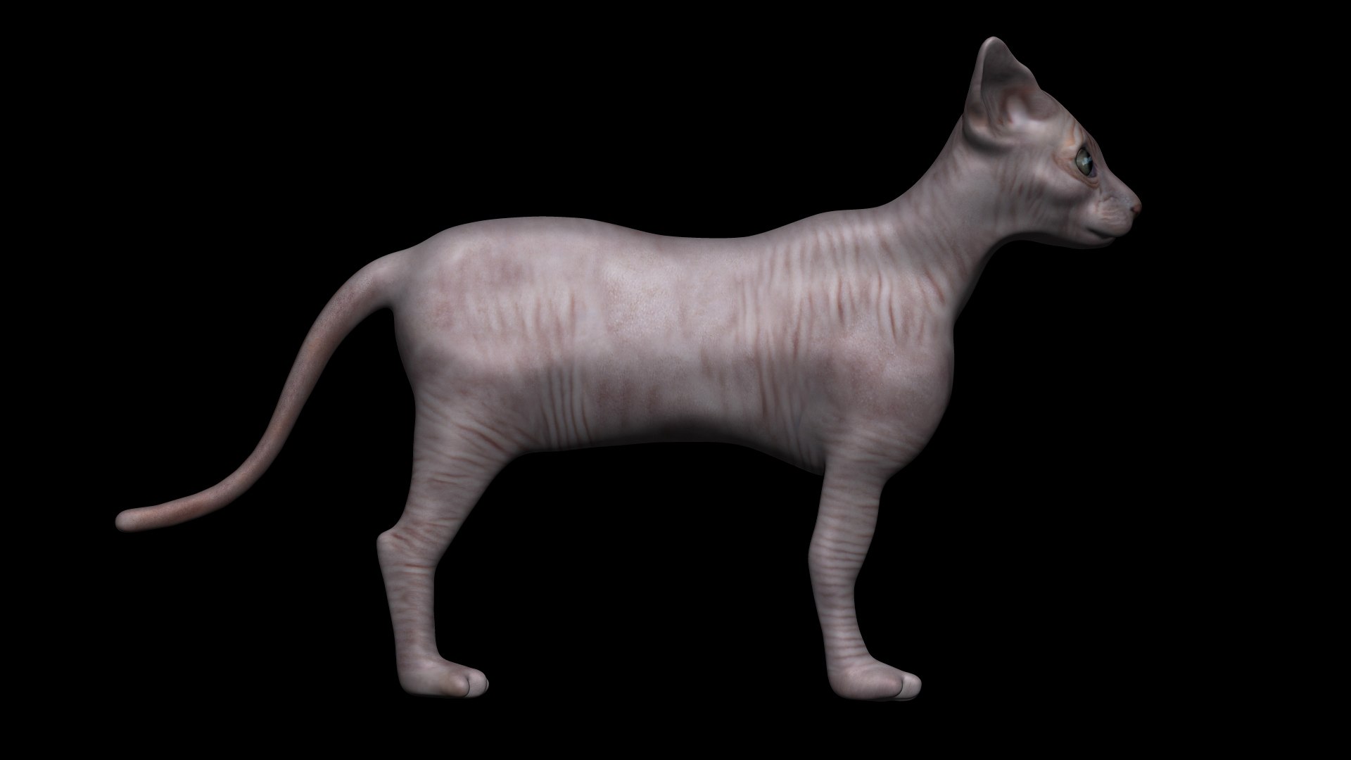 3D fully rigged sphynx cat - TurboSquid 1699454