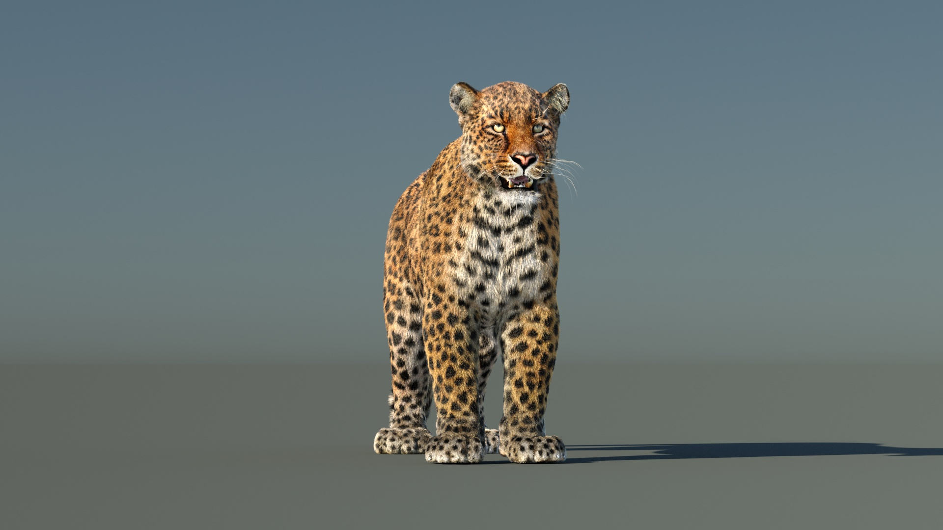 3D Leopard Rigged With Fur - TurboSquid 1837063