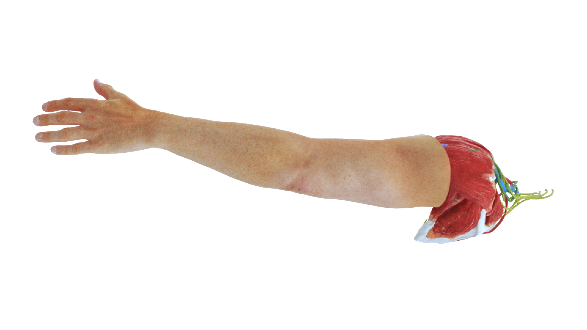 Arm Realistic Anatomy Female 3D Model - TurboSquid 2133341