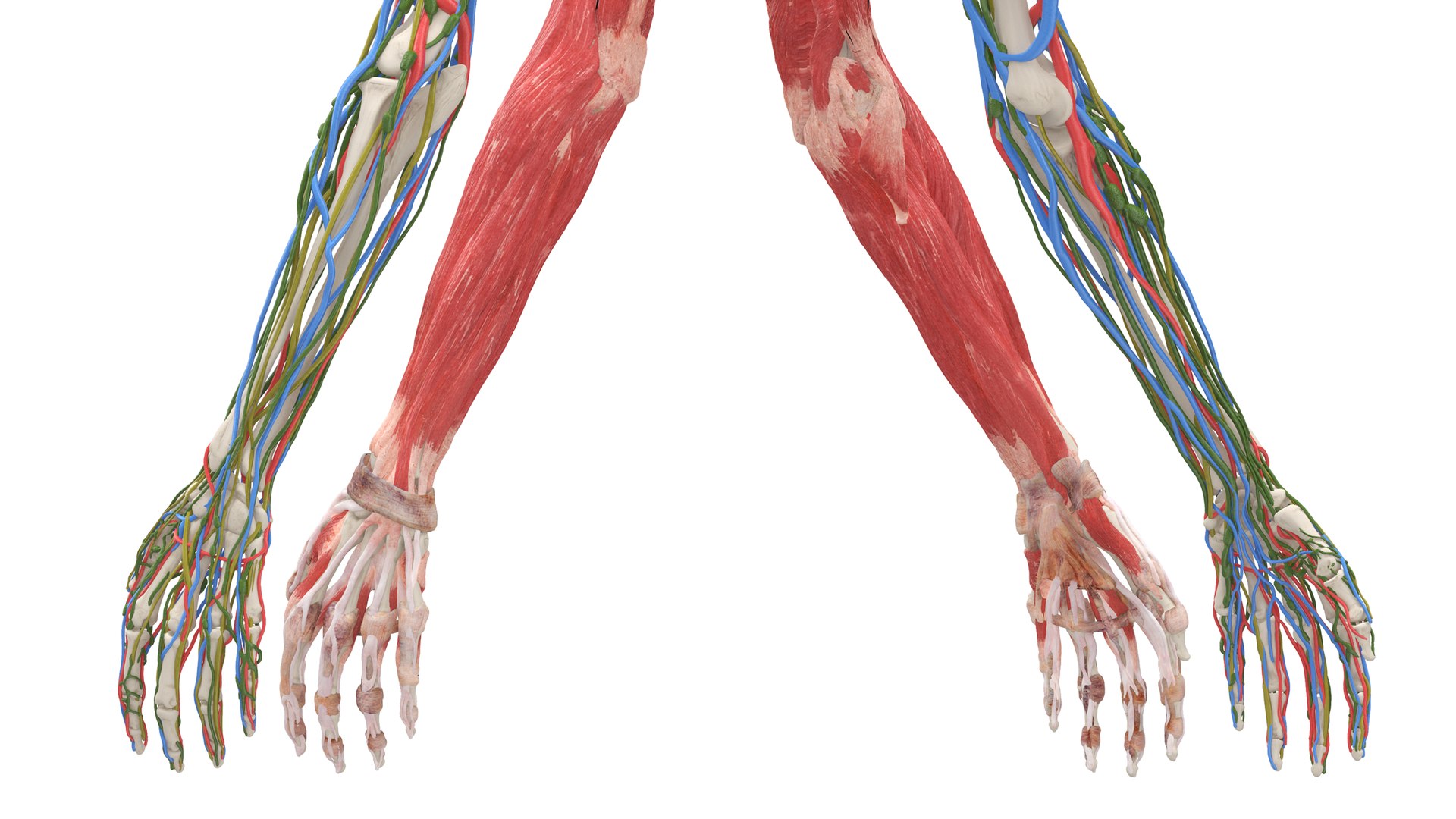 Arm Realistic Anatomy Female 3D model - TurboSquid 2133341