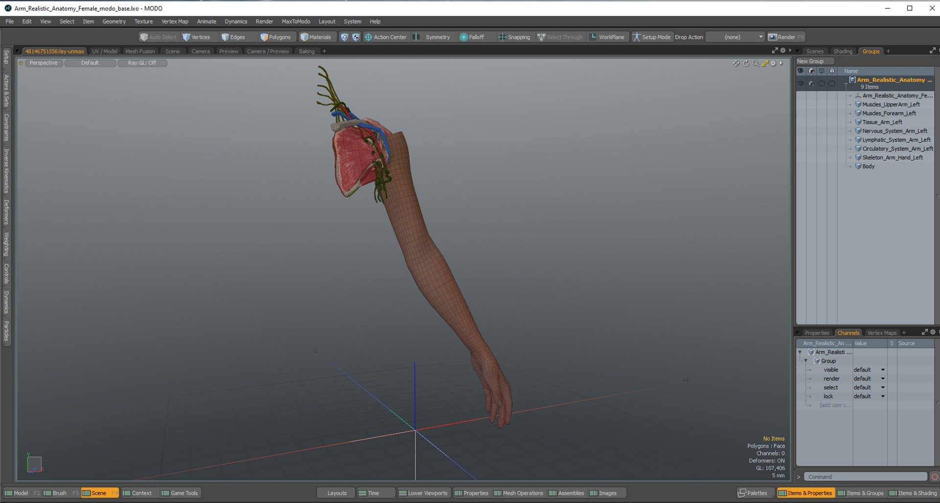 Arm Realistic Anatomy Female 3D model - TurboSquid 2133341