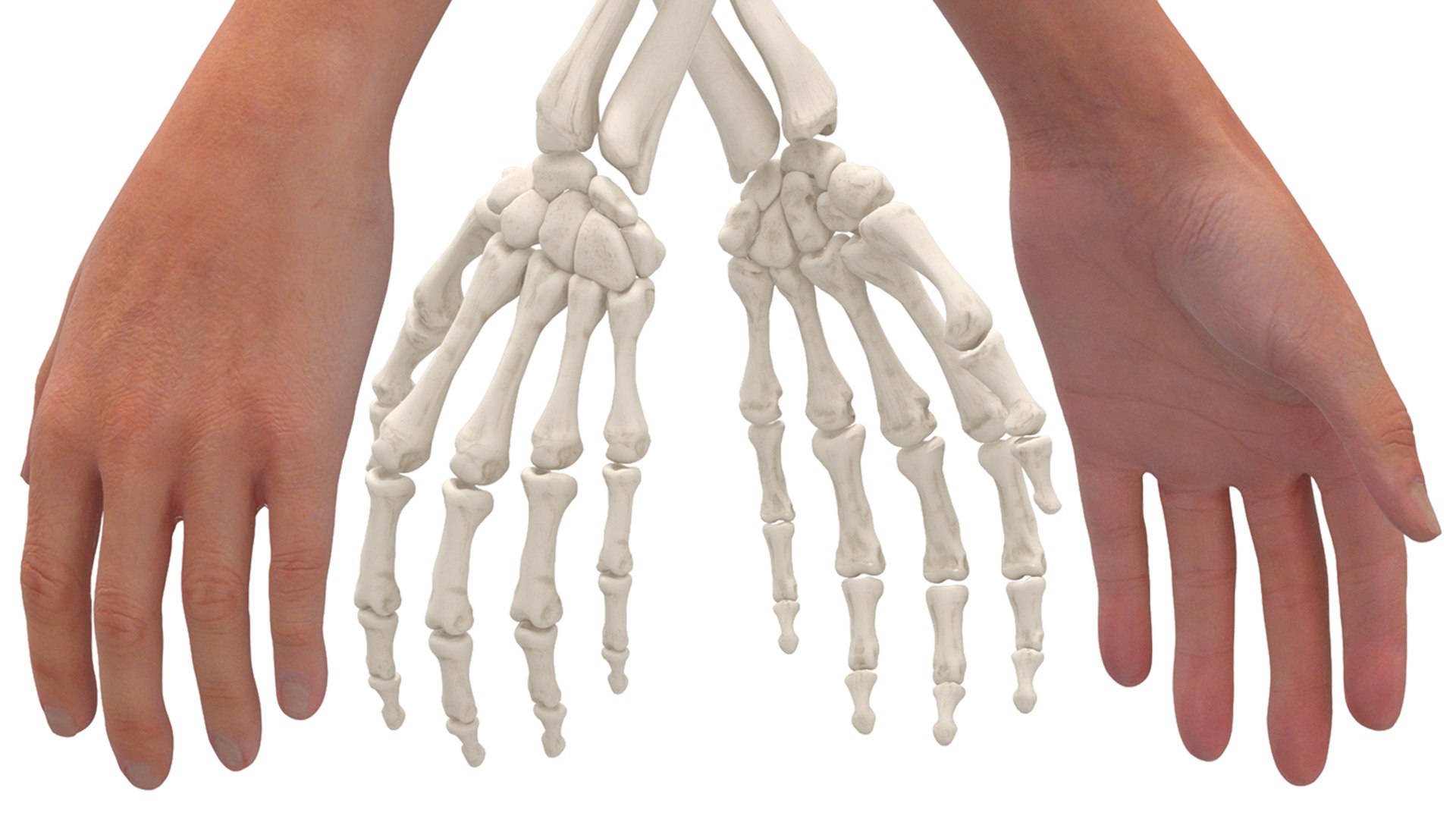 Arm Realistic Anatomy Female 3D model - TurboSquid 2133341