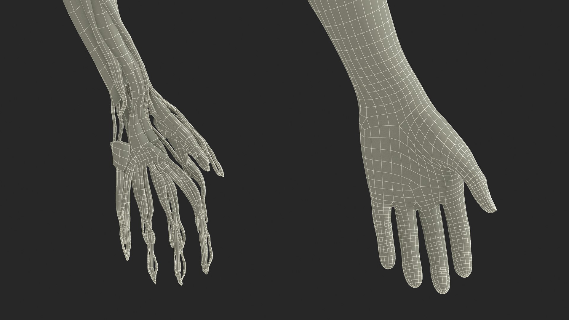Arm Realistic Anatomy Female 3D model - TurboSquid 2133341