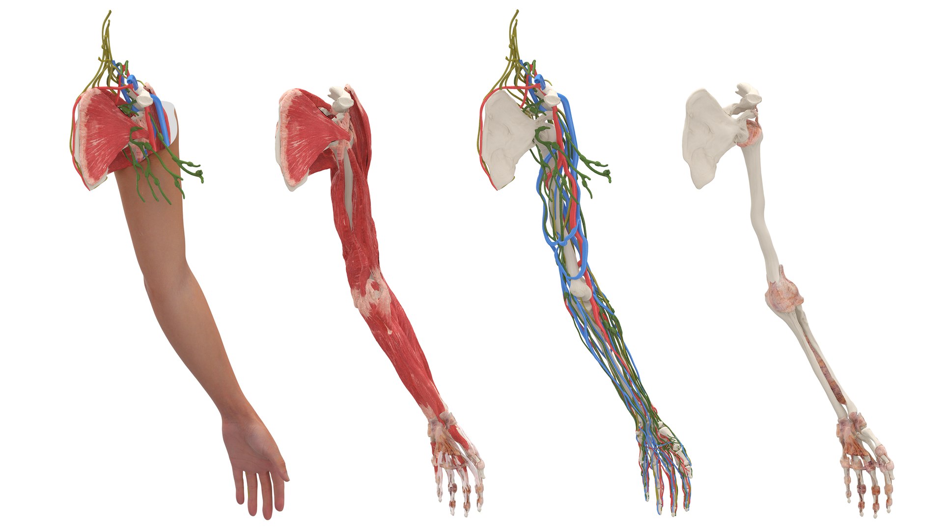 Arm Realistic Anatomy Female 3D Model - TurboSquid 2133341