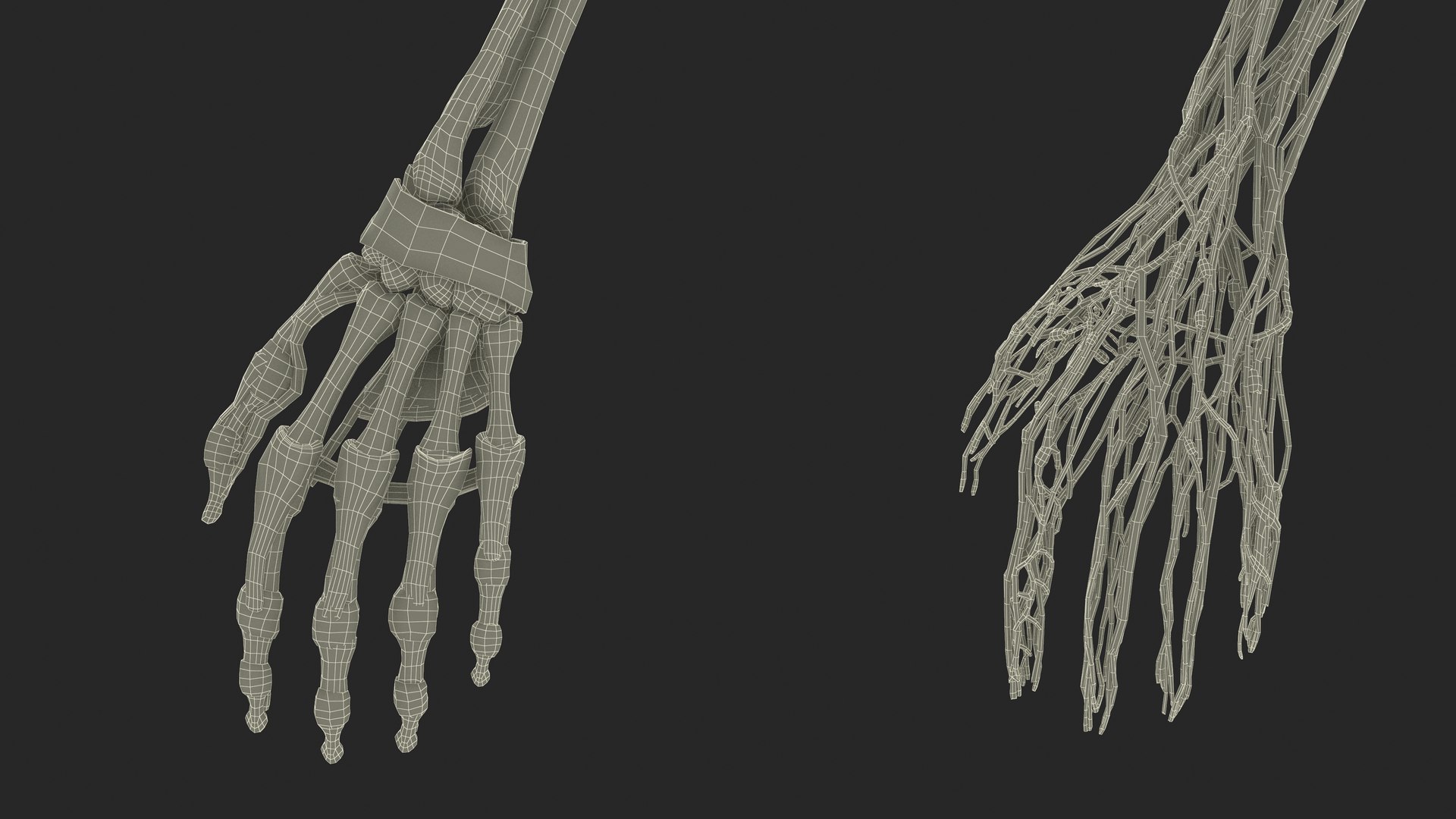 Arm Realistic Anatomy Female 3D model - TurboSquid 2133341