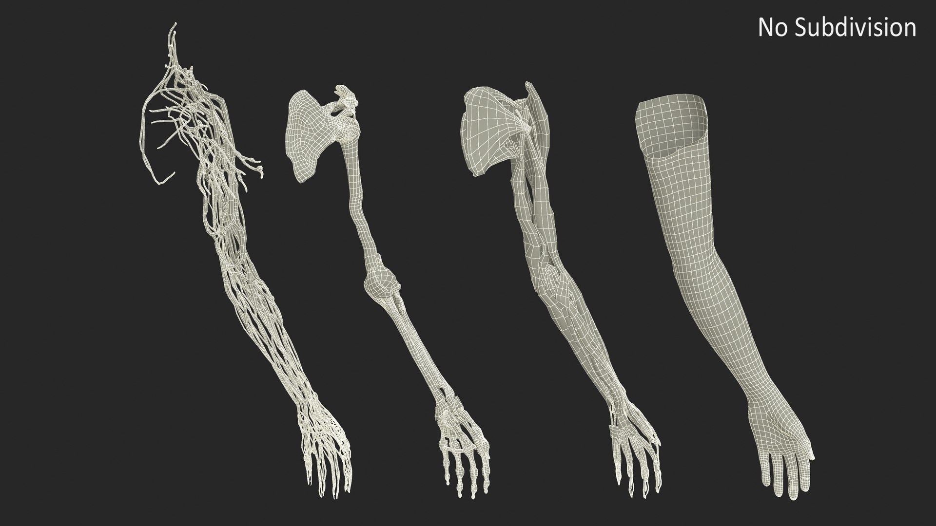 Arm Realistic Anatomy Female 3D model - TurboSquid 2133341