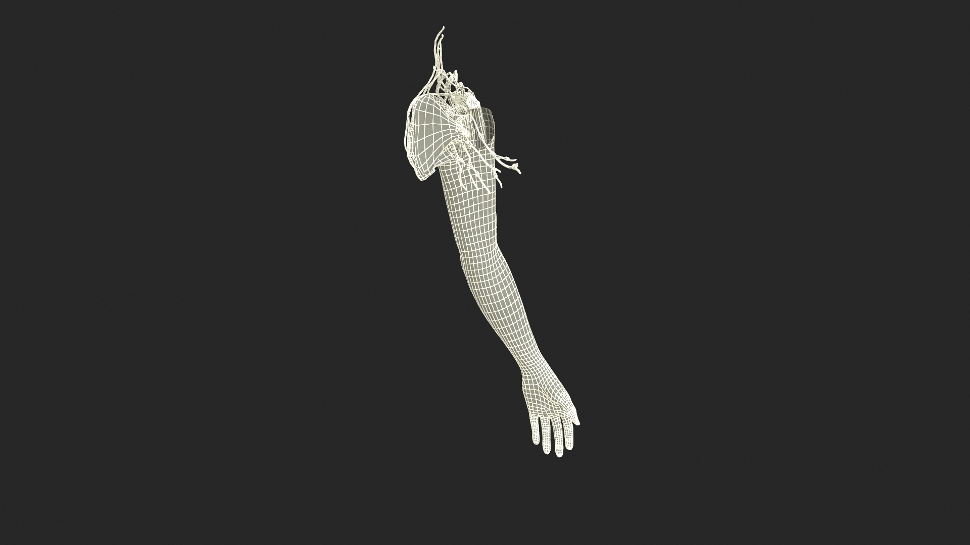 Arm Realistic Anatomy Female 3D Model - TurboSquid 2133341