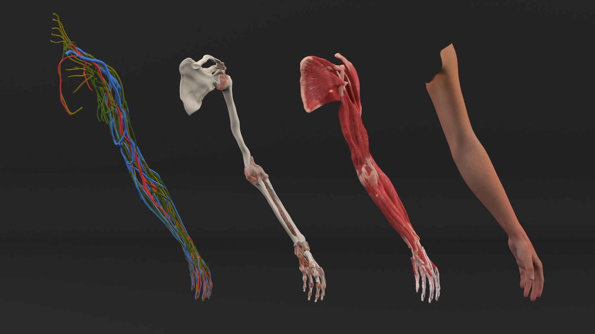 Arm Realistic Anatomy Female 3D Model - TurboSquid 2133341