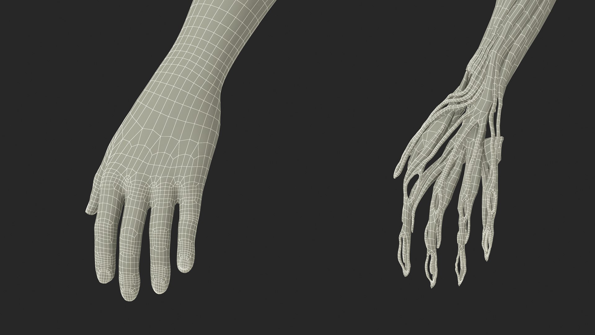 Arm Realistic Anatomy Female 3D model - TurboSquid 2133341