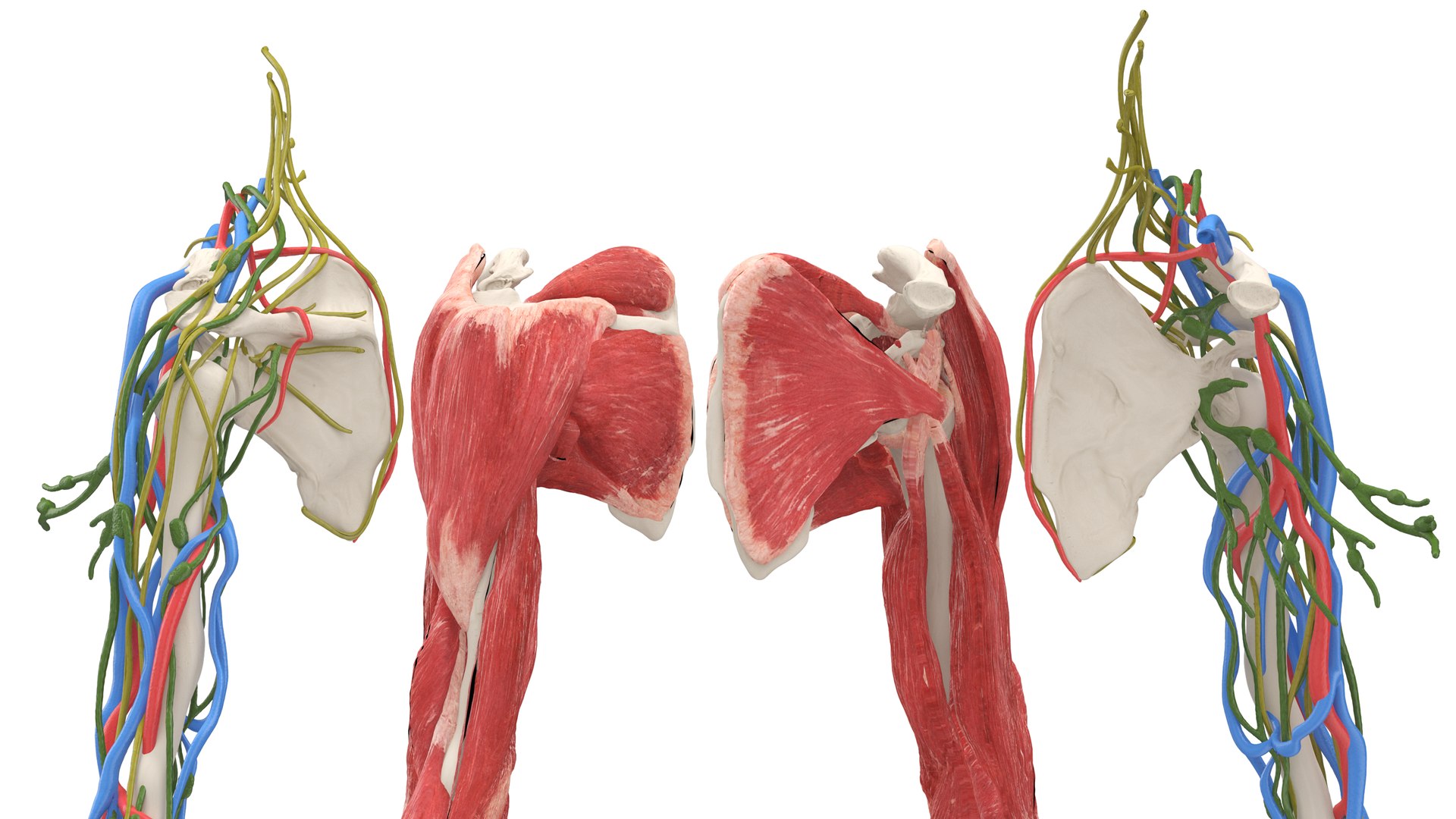 Arm Realistic Anatomy Female 3D model - TurboSquid 2133341